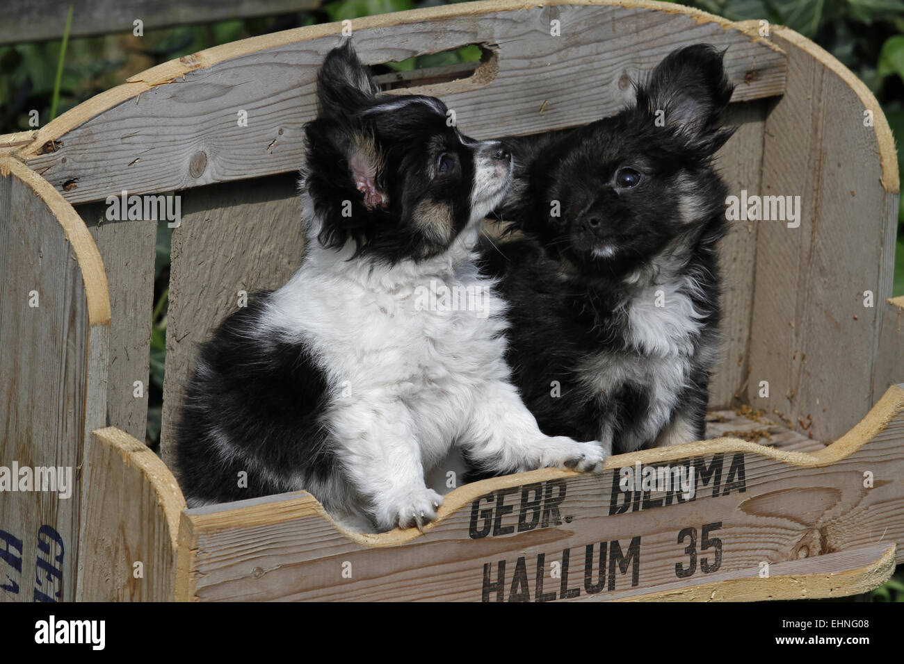 Chihuahuas hi-res stock photography and images - Alamy