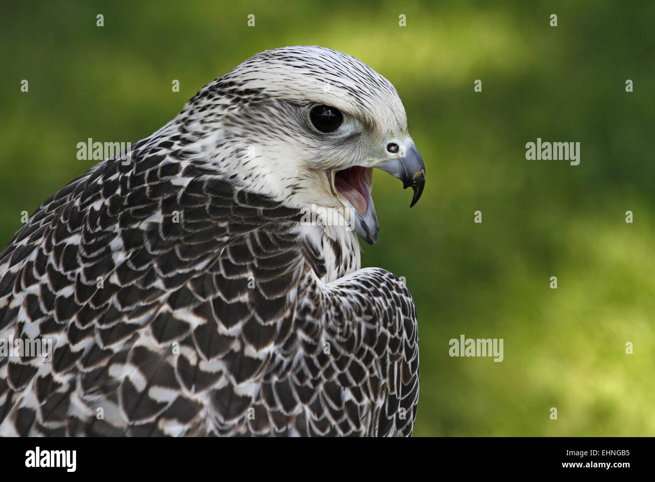 Jagdvogel High Resolution Stock Photography and Images - Alamy