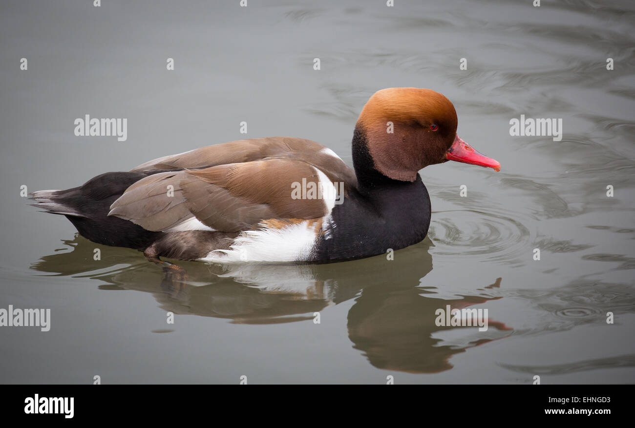 Netta hi-res stock photography and images - Alamy