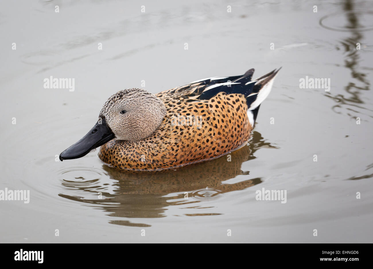 Red Shoveler High Resolution Stock Photography and Images - Alamy