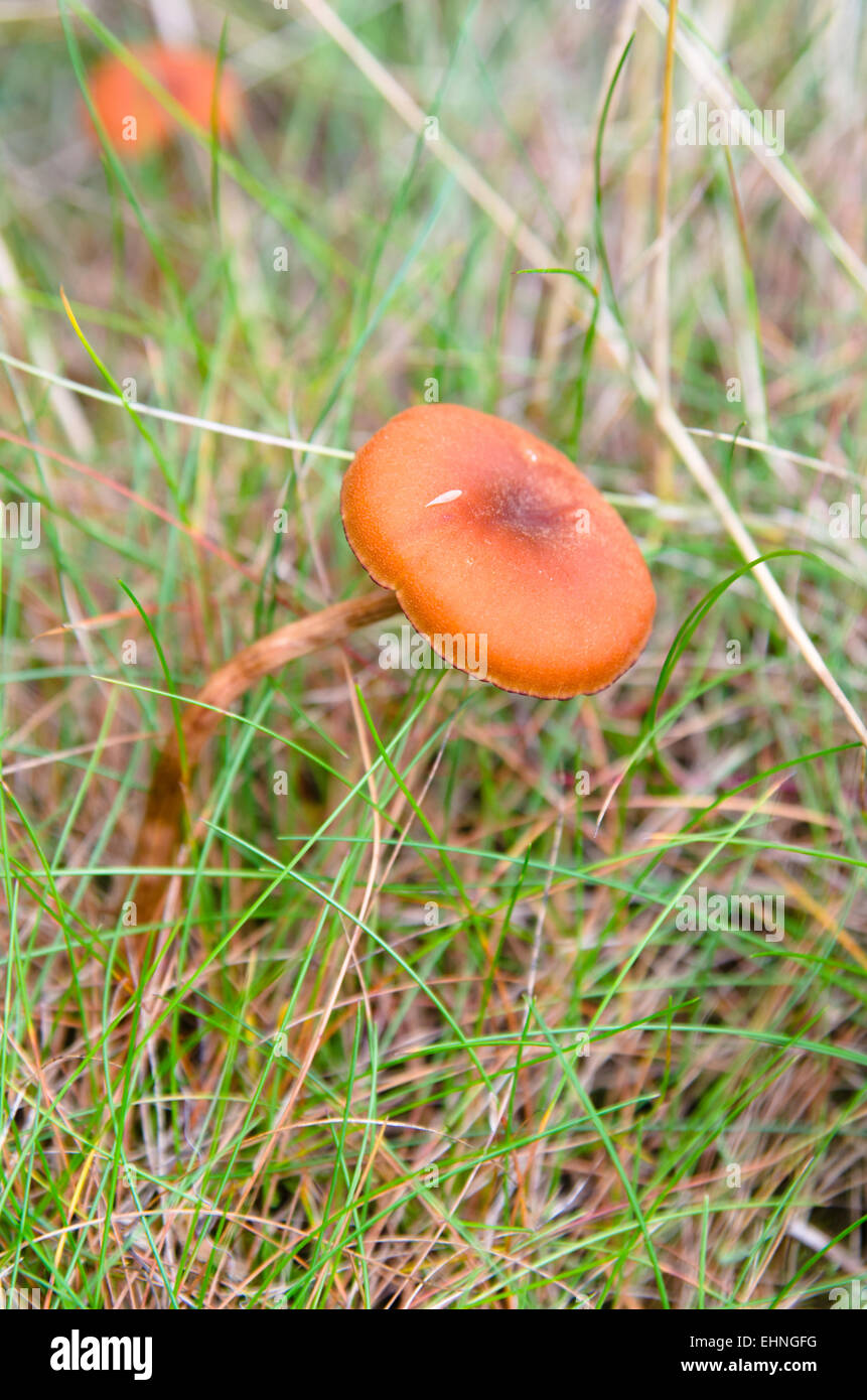 Red spotty mushroom hi-res stock photography and images - Alamy