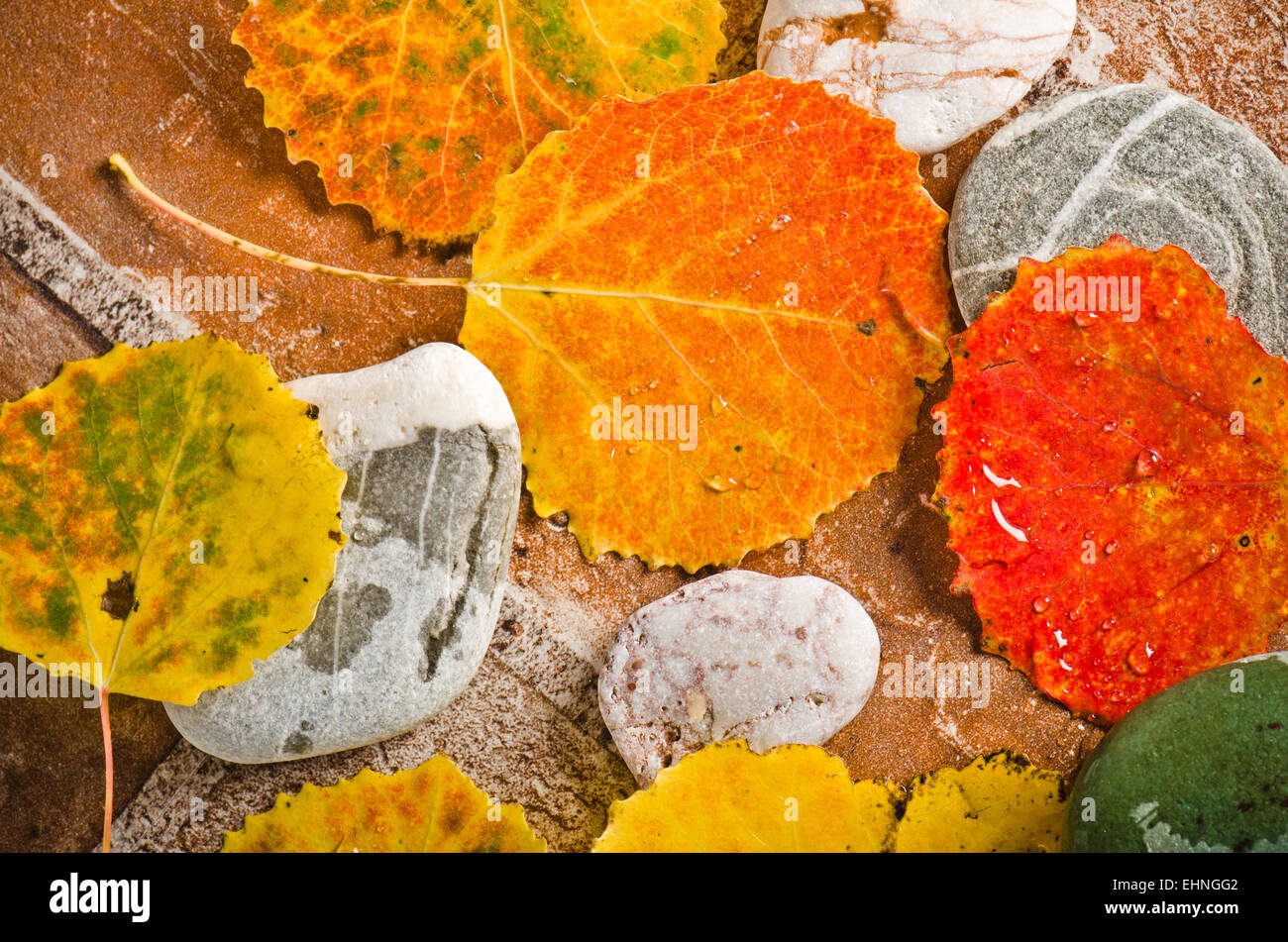 Fallen autumn leaves on stones, close-up Stock Photo - Alamy