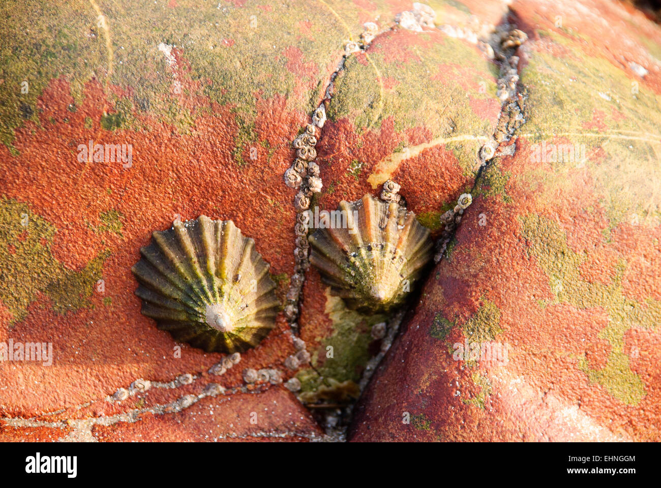 Cone shaped shell hi-res stock photography and images - Alamy