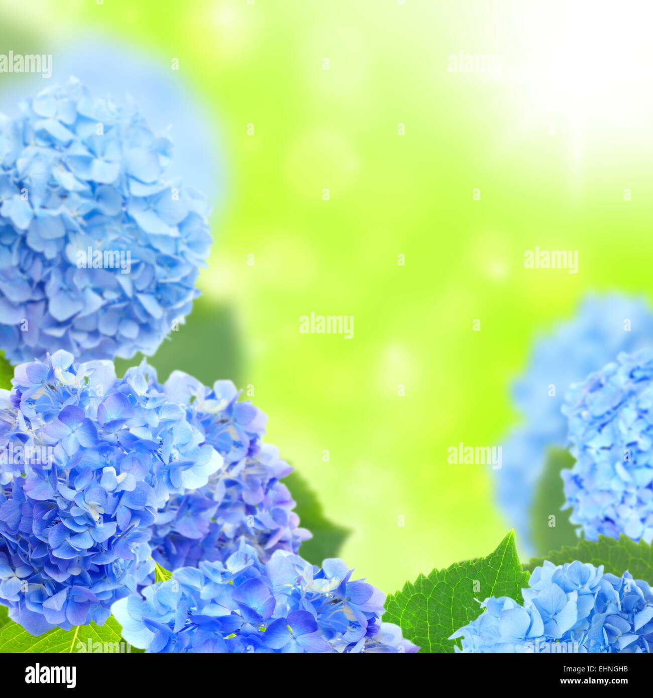 Blue hydrangeas hi-res stock photography and images - Alamy