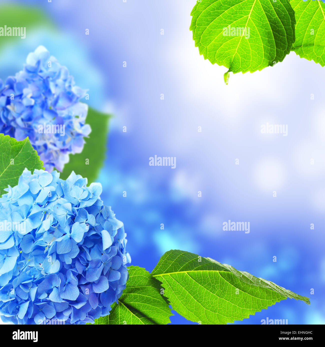 Beautiful blue hortensia flowers hi-res stock photography and images ...