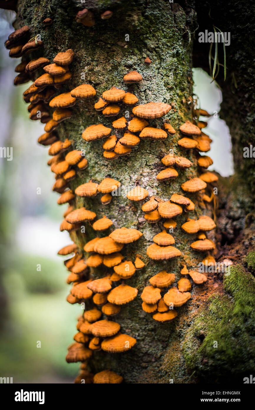 Tree mushrooms hi-res stock photography and images - Alamy