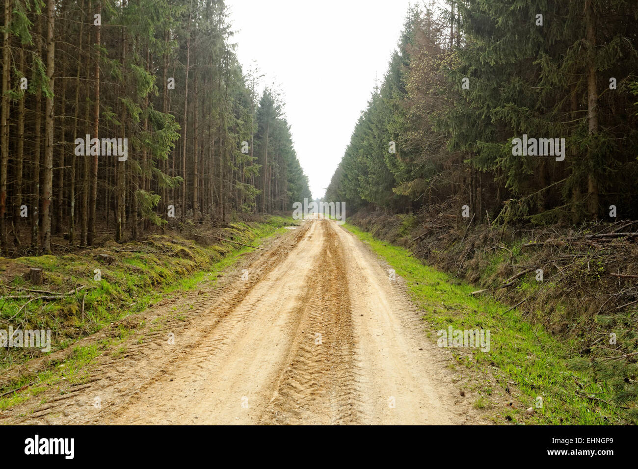 dirt road in the forest Stock Photo - Alamy