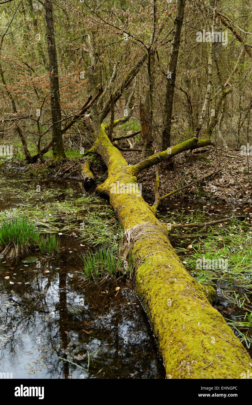 fallen tree with moss by the lake Stock Photo - Alamy
