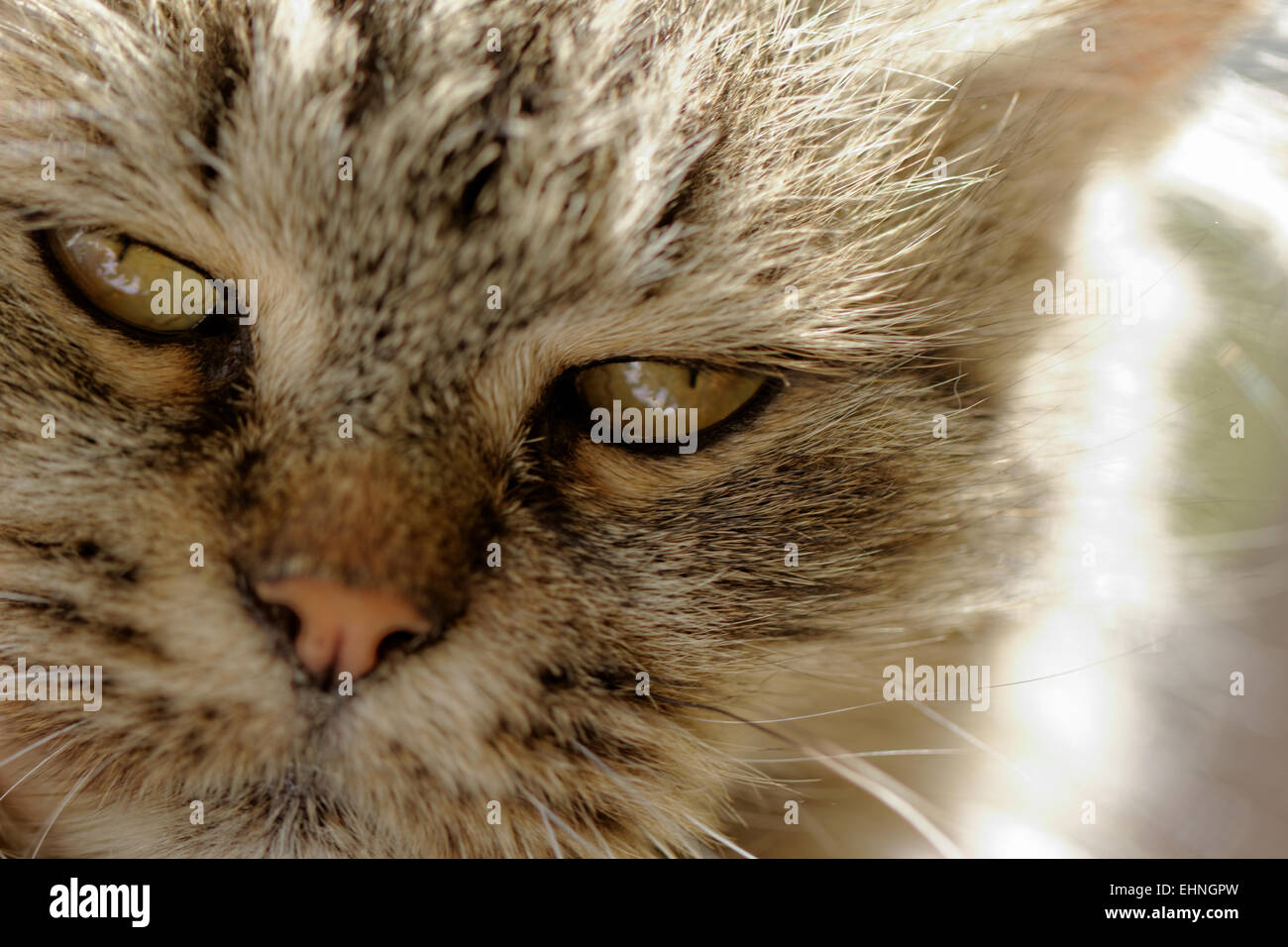 portrait of beautiful cat's eye Stock Photo - Alamy
