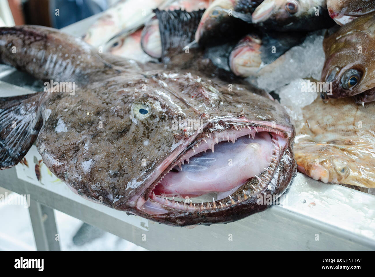 Monkfish mouth and teeth on fishmongers table Stock Photo - Alamy