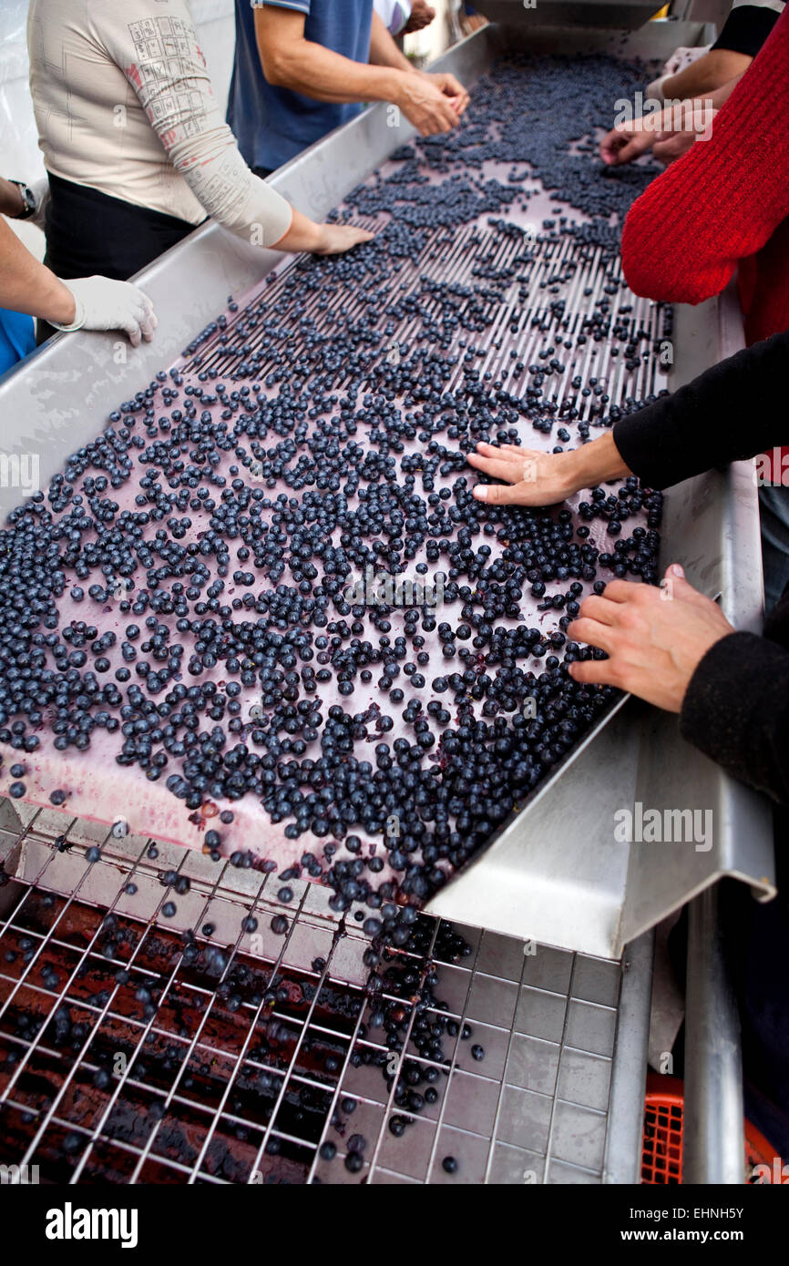 Sorting of the grapes after harvest near Bordeaux, France Stock Photo ...