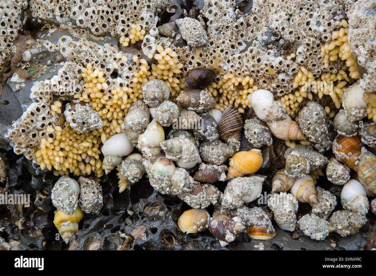 Common dog whelks Nucella lapillus and their eggs on rocks a low tide ...