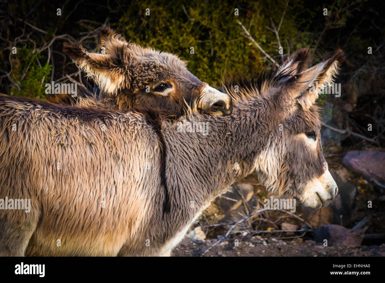 Oatman donkeys hi-res stock photography and images - Alamy