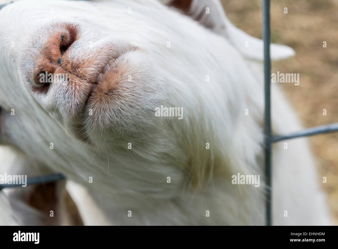 Goat teeth High Resolution Stock Photography and Images - Alamy