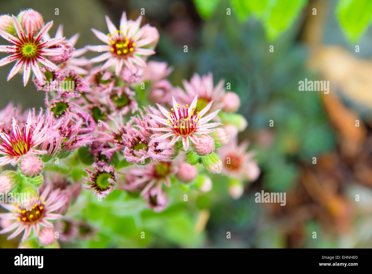 Pink chicks hi-res stock photography and images - Alamy