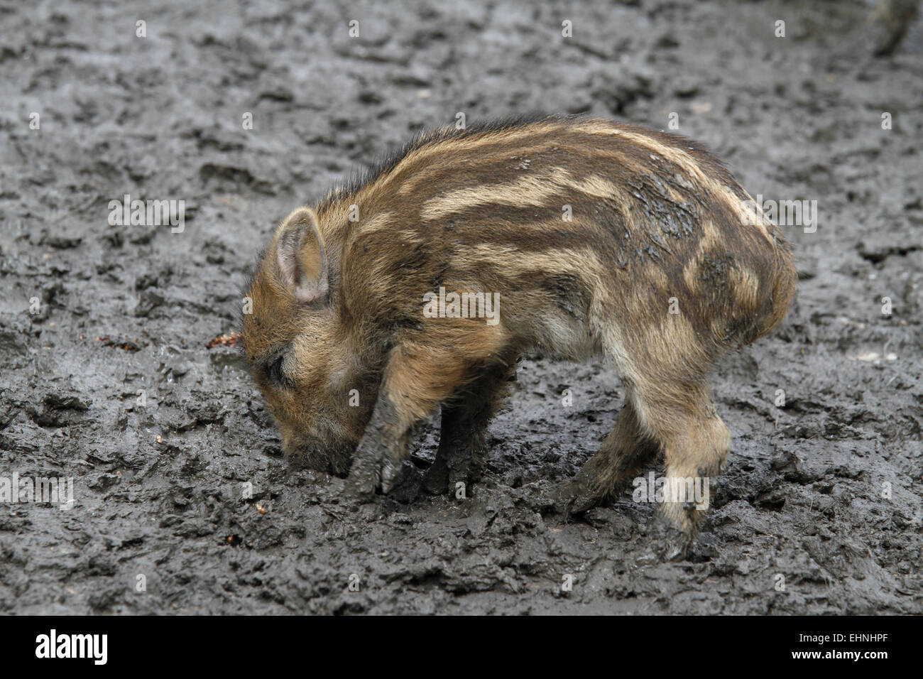 Boar piglet hi-res stock photography and images - Alamy