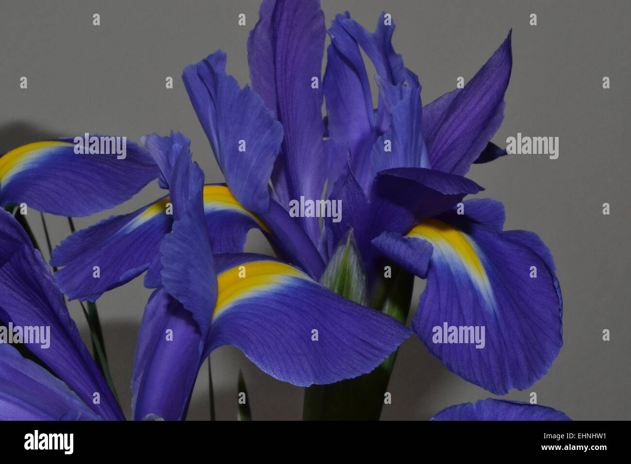 Study of Iris flowers in full bloom Stock Photo - Alamy