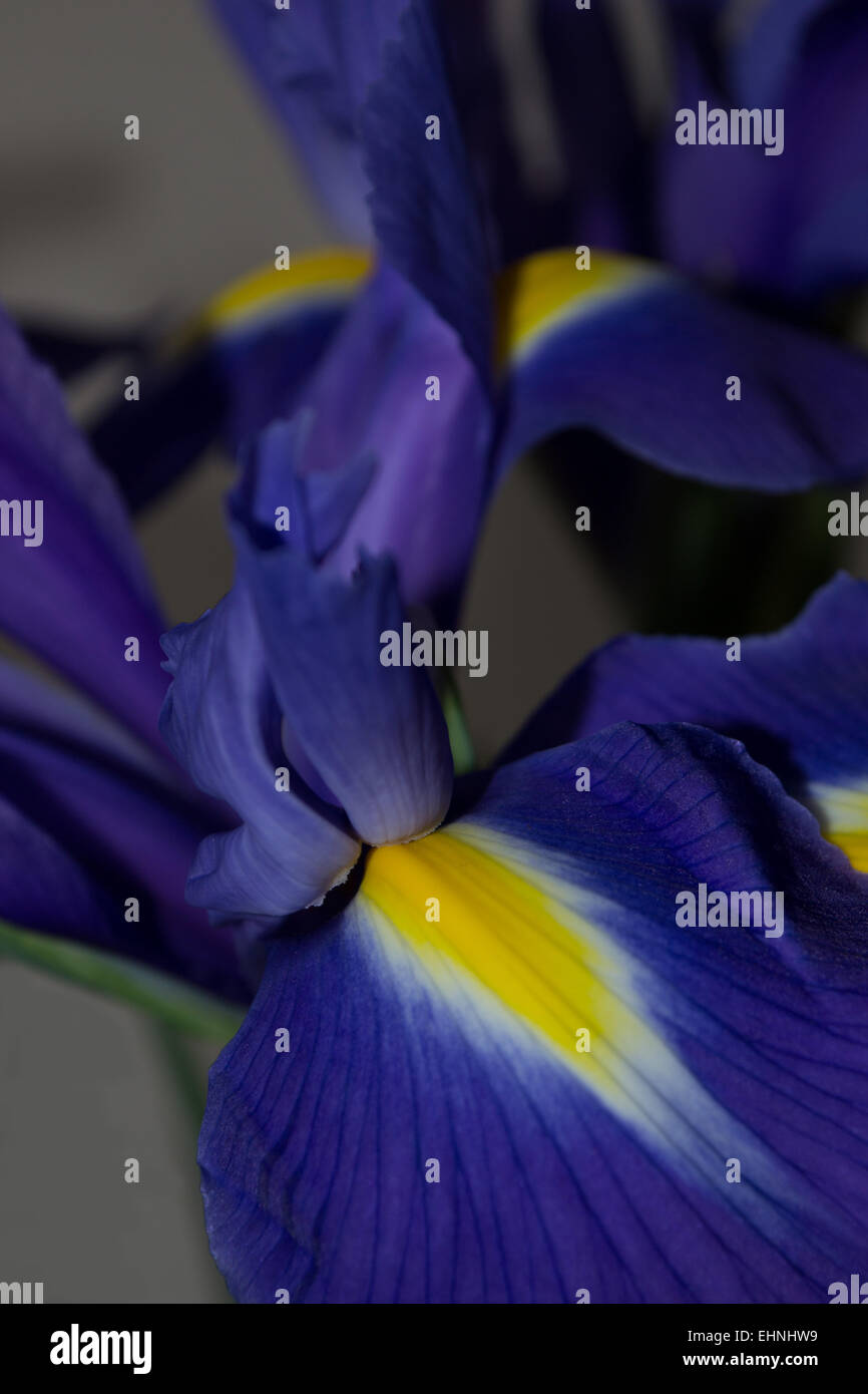 Study of Iris flowers in full bloom Stock Photo - Alamy