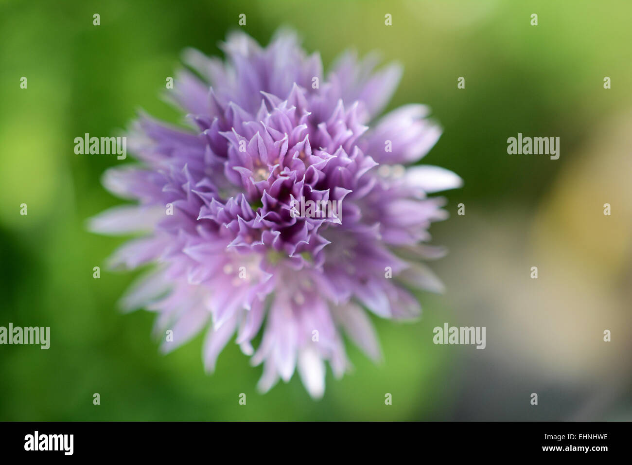violet chive blossom Stock Photo - Alamy