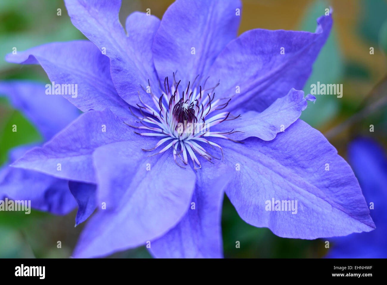 Blue clematis hi-res stock photography and images - Alamy