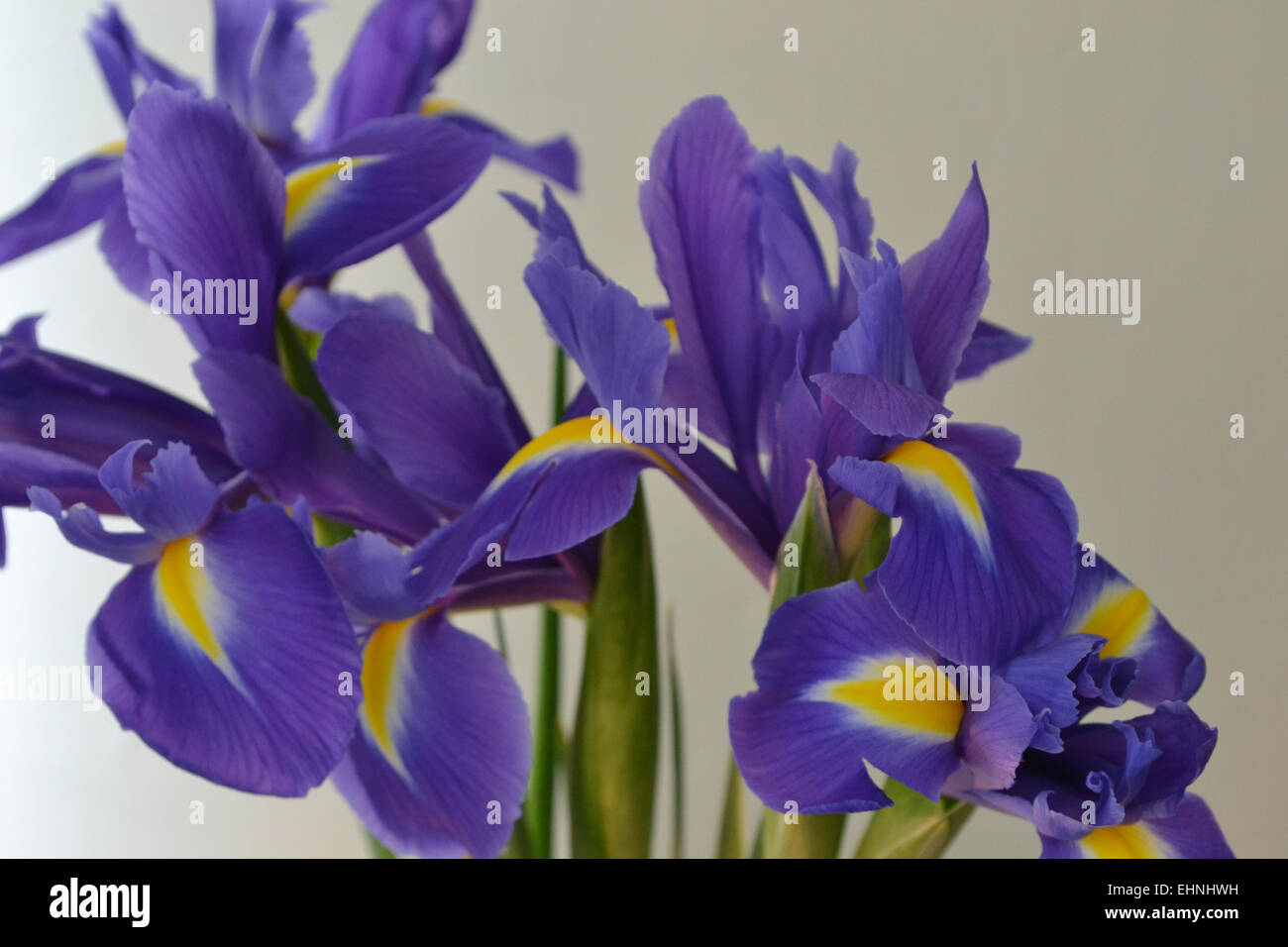 Study of Iris flowers in full bloom Stock Photo - Alamy