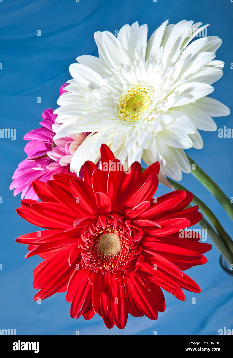 Three bright flowers. Gerbera Stock Photo - Alamy