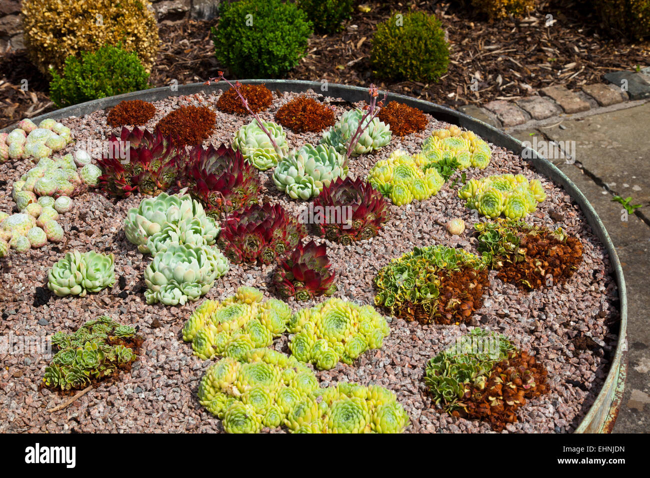 A display of sedum varieties at The Yeo Valley Organic Garden at Holt ...