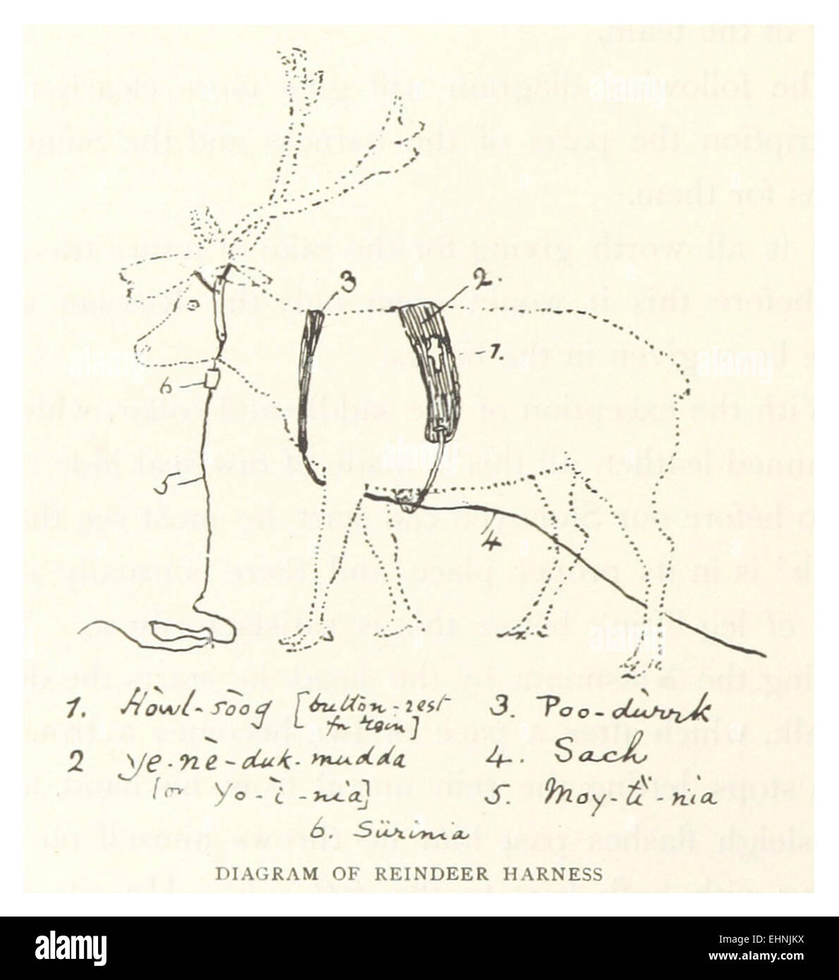 This 1895 illustration from TB depicts a reindeer harness, showcasing ...
