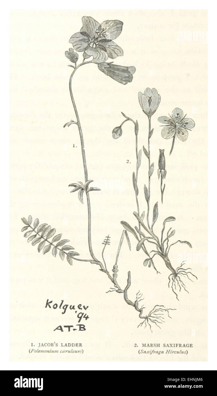 This 1895 botanical illustration showcases Jacob's Ladder and Marsh ...