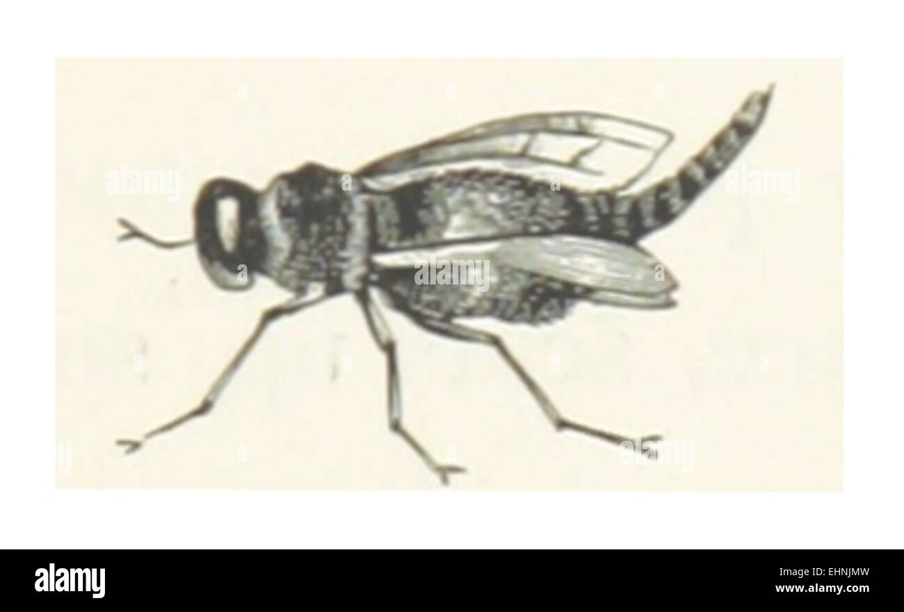 Life cycle of a fly hi-res stock photography and images - Alamy