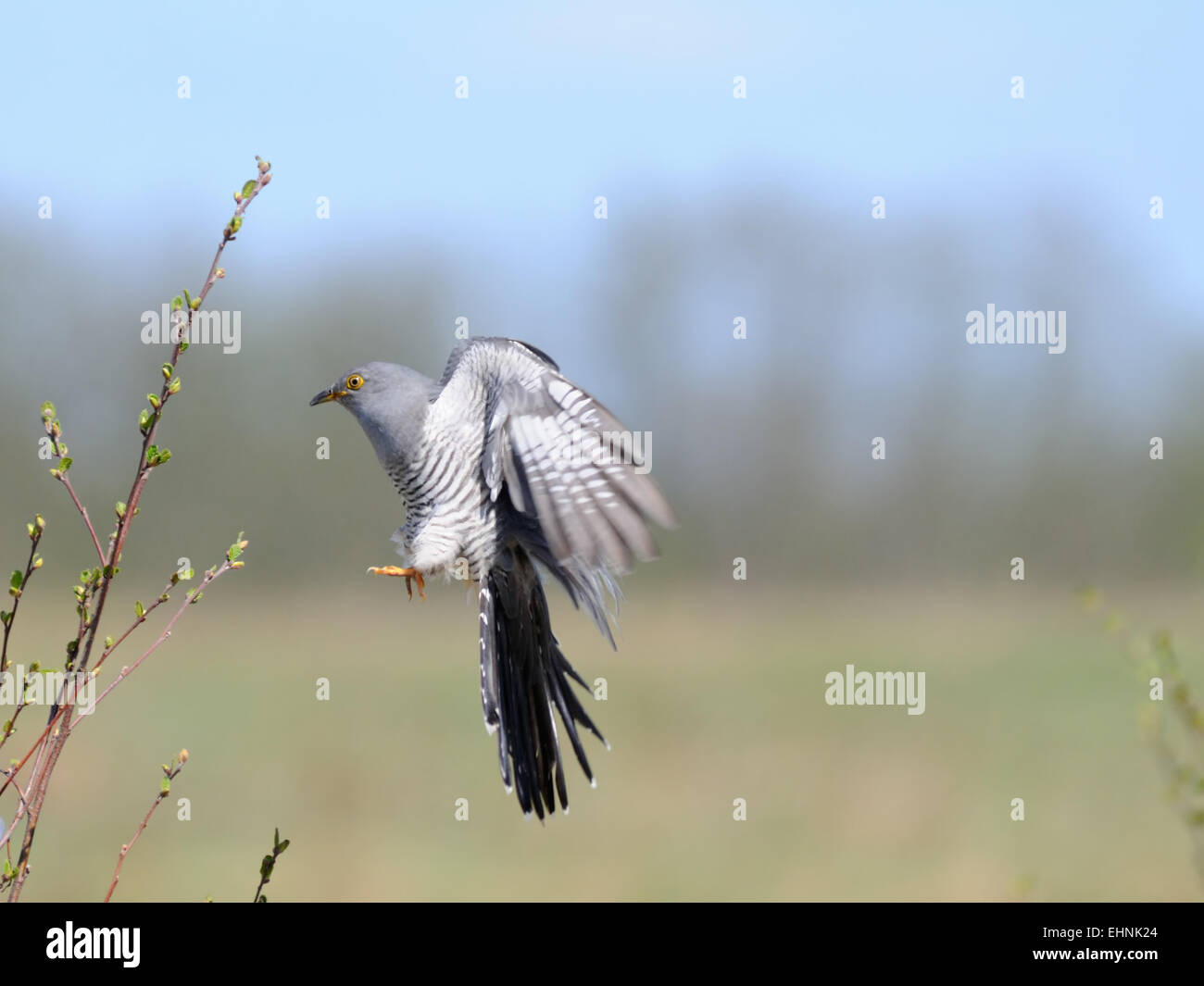 Cuckoo flying hi-res stock photography and images - Alamy