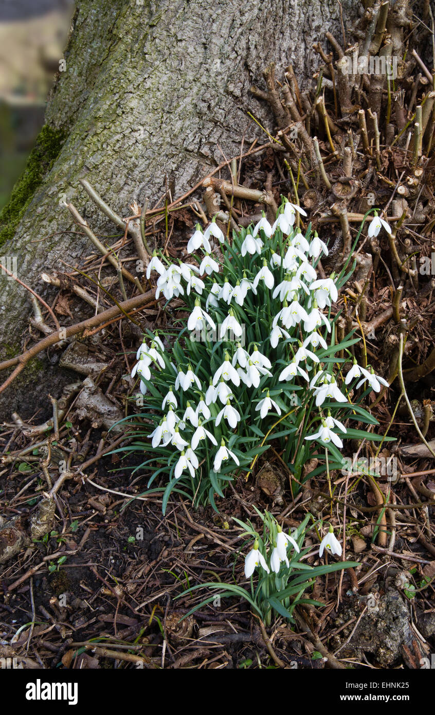 Snowdrop tree hi-res stock photography and images - Alamy