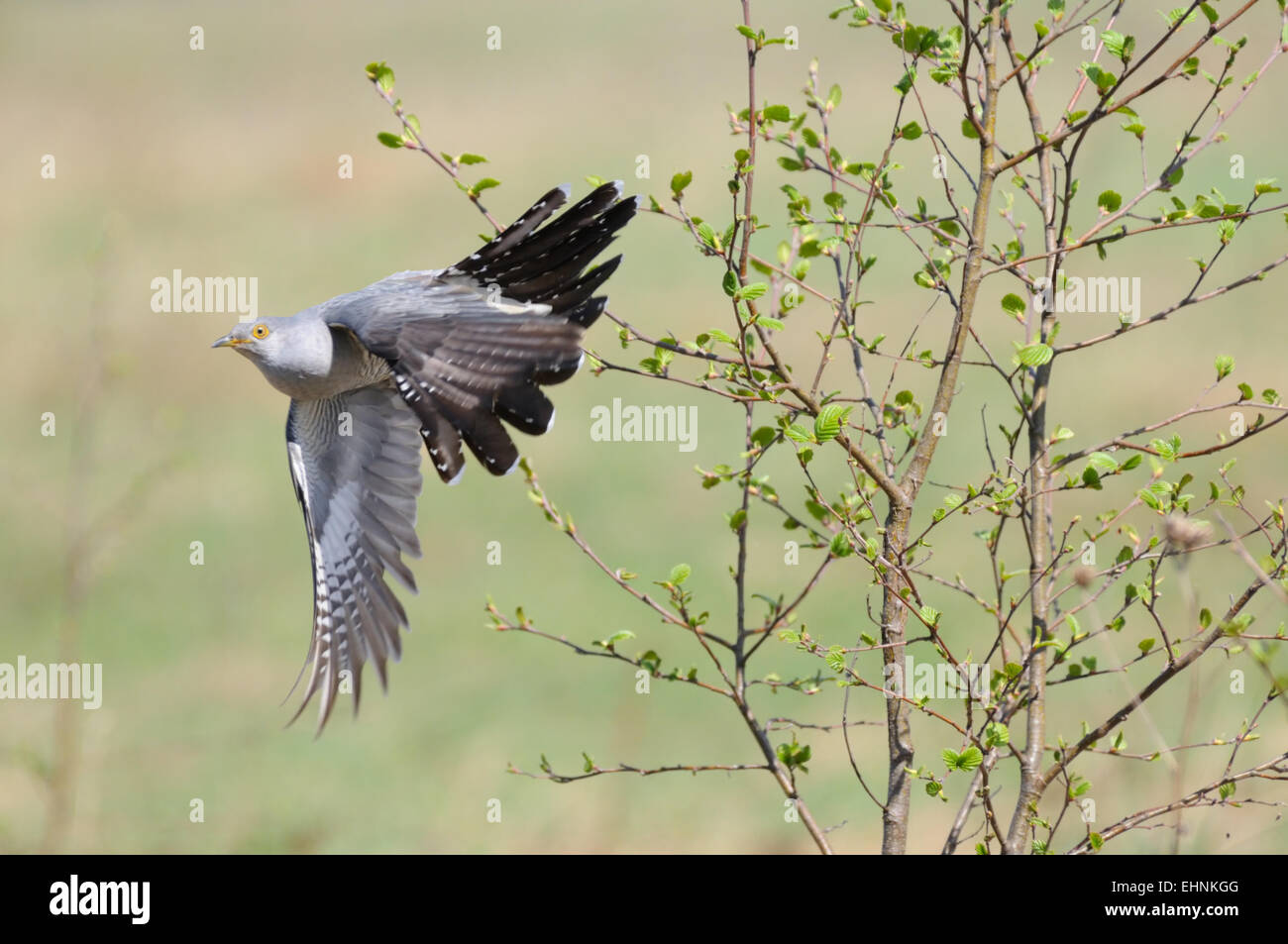 Cuckoo flying hi-res stock photography and images - Alamy
