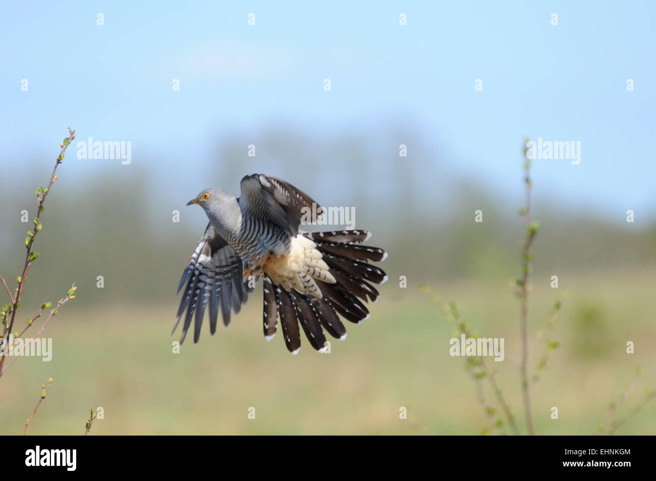 Cuckoo Flying High Resolution Stock Photography and Images - Alamy