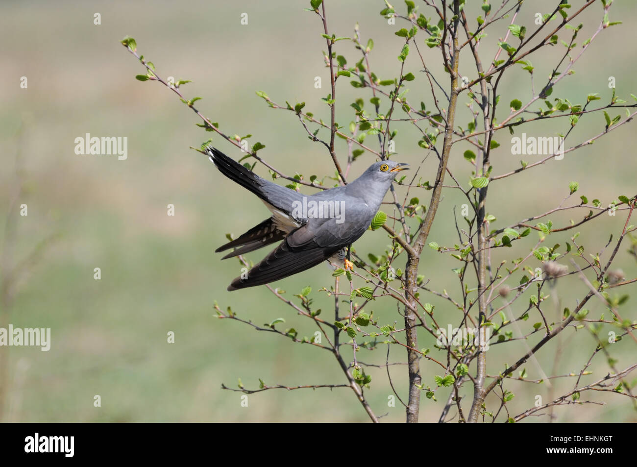 Cuckoo wings hi-res stock photography and images - Alamy