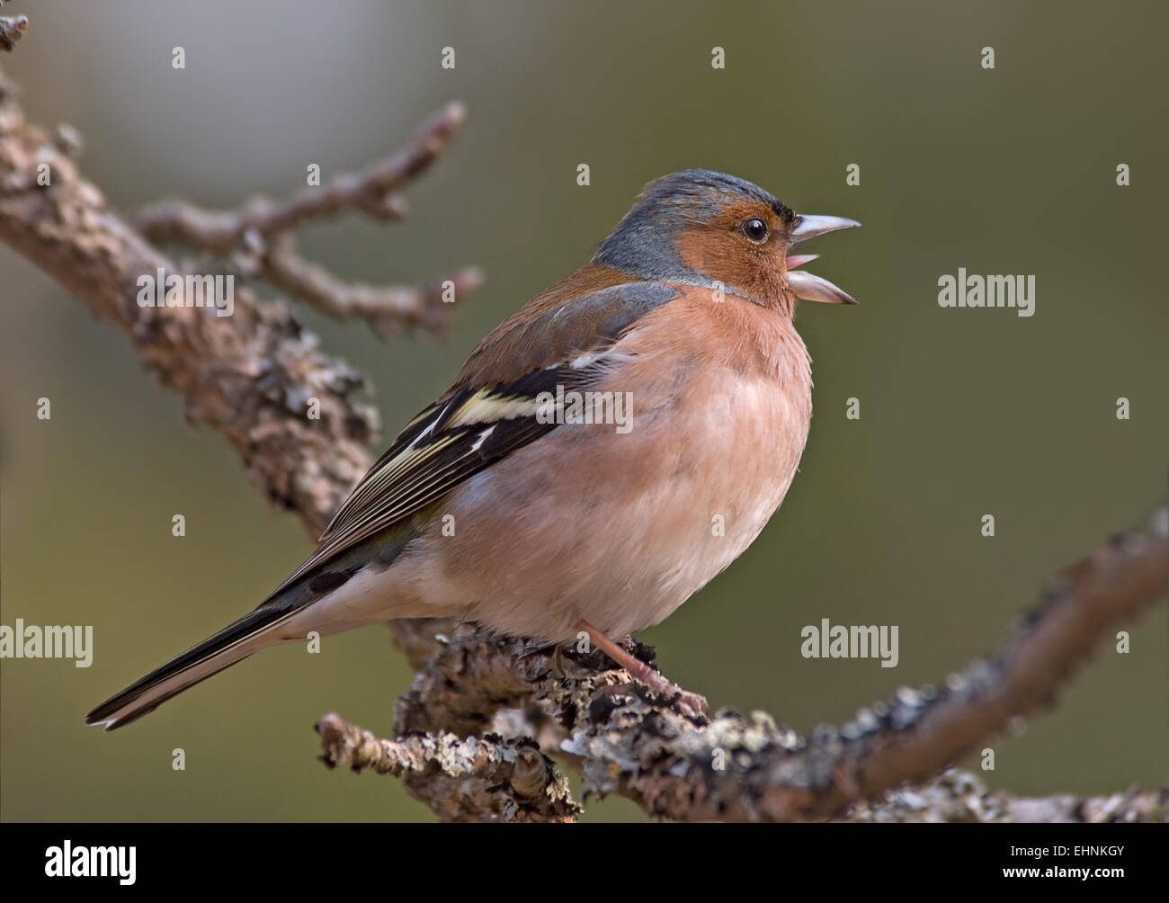 Singing behaviour hi-res stock photography and images - Alamy