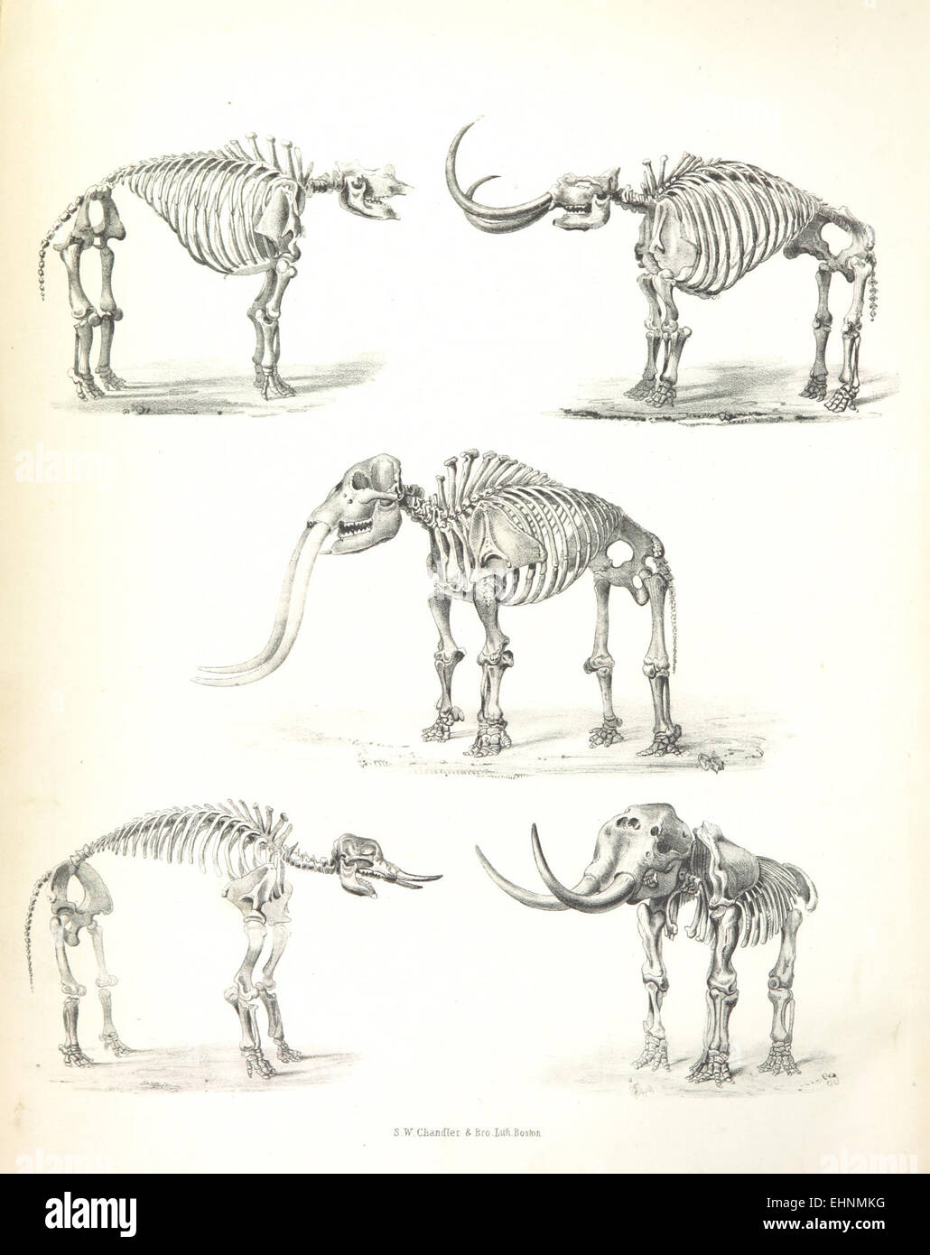 This 1855 plate by Warren illustrates the extinct Mastodon giganteus ...