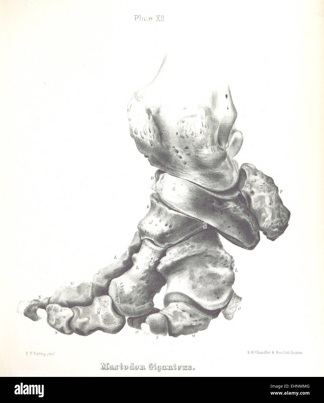 Mastodon giganteus hi-res stock photography and images - Alamy