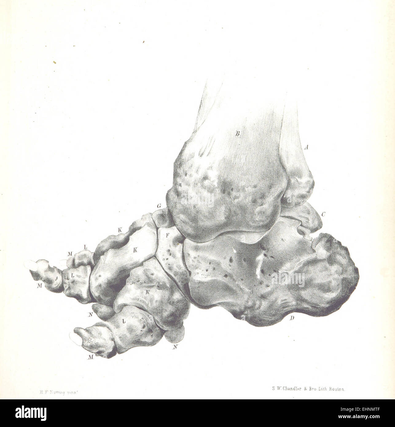 Extinct animals drawing hi-res stock photography and images - Alamy