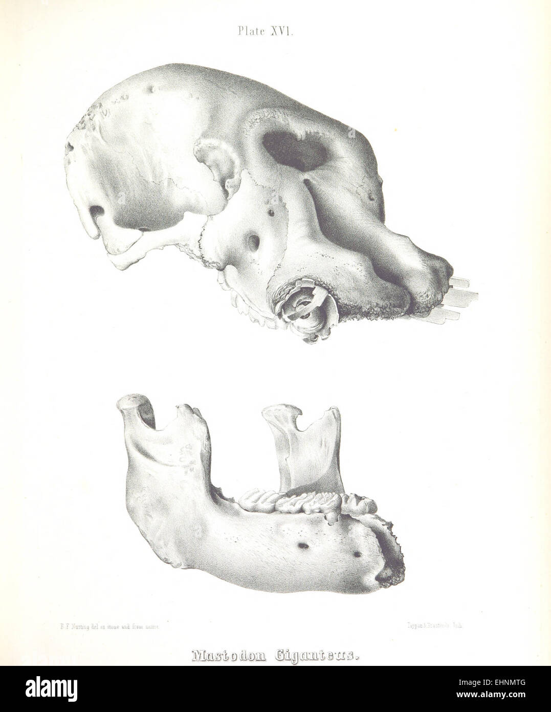 This 1855 plate by Warren features Mastodon Giganteus, an extinct ...