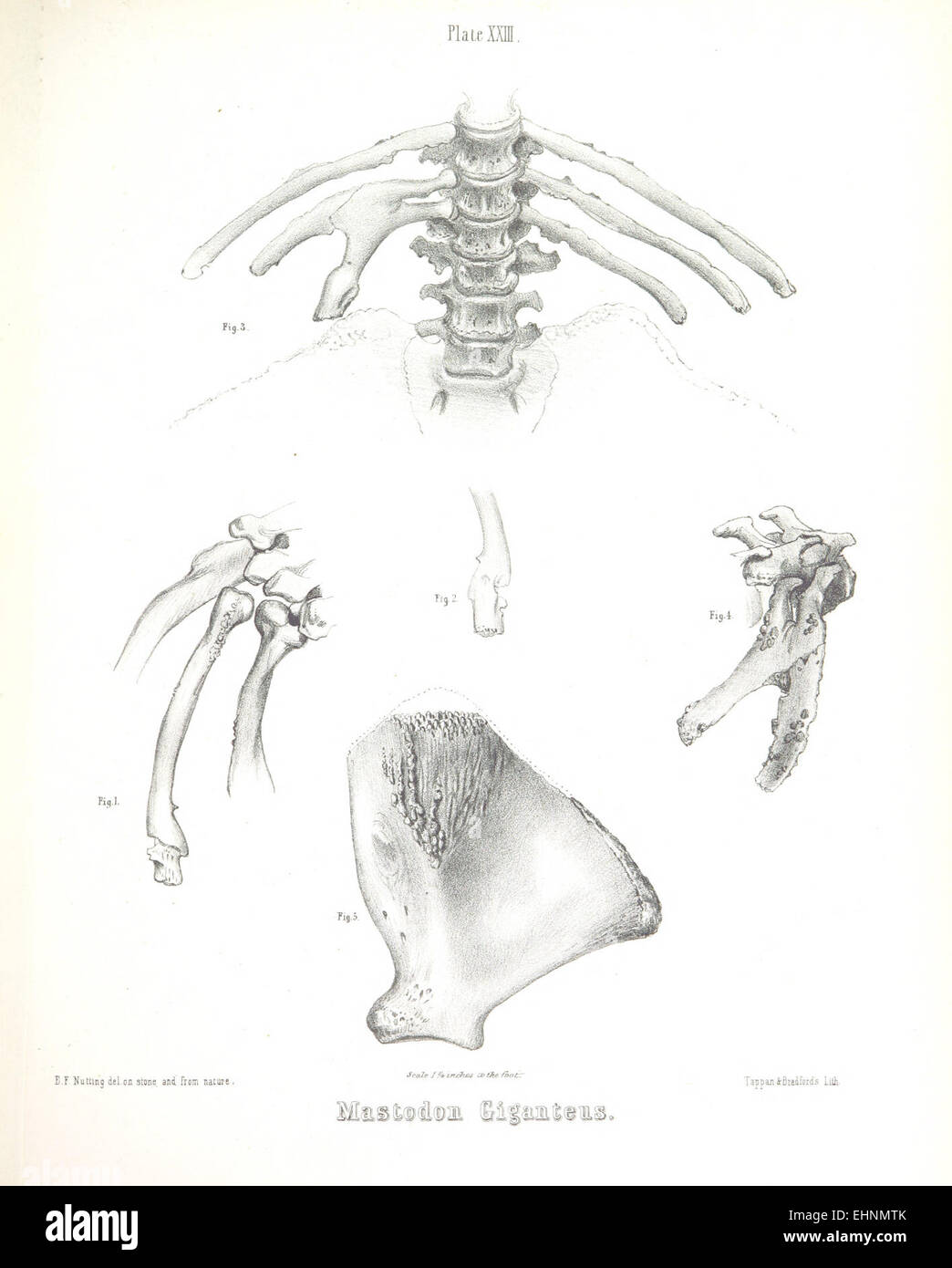 An 1855 illustration by Warren depicts the Mastodon Giganteus ...