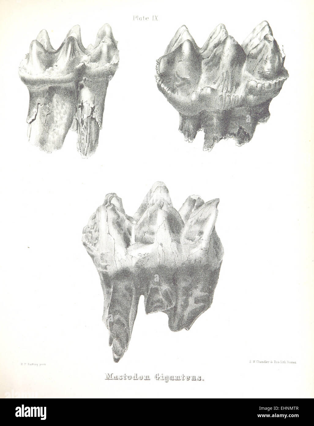 This 1855 illustration by Warren depicts the Mastodon Giganteus, a ...