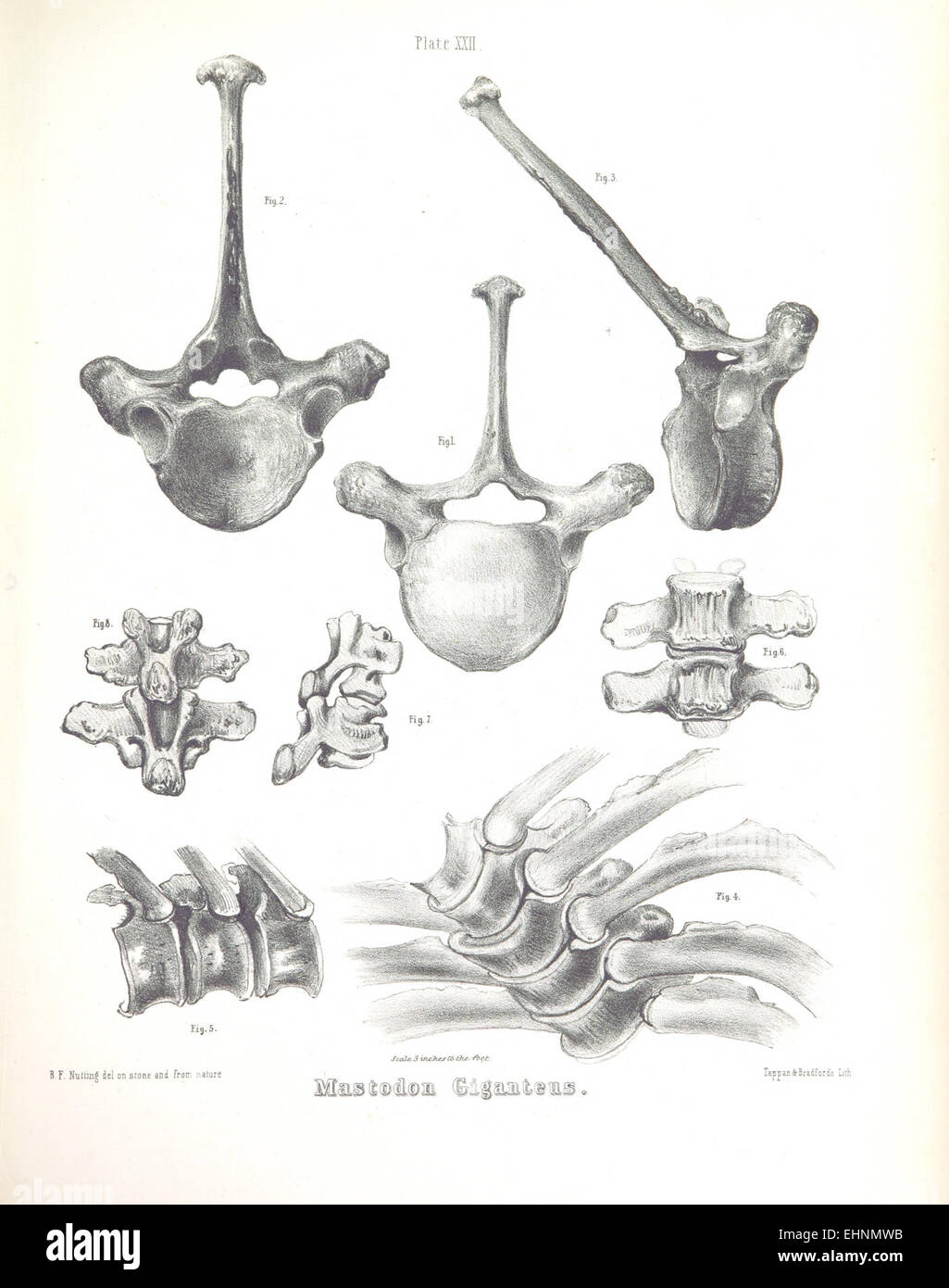 Prehistoric megafauna hi-res stock photography and images - Alamy