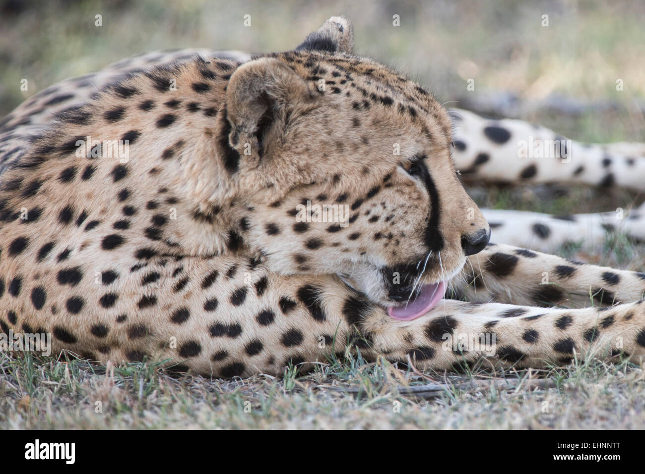 Cheetah, Gepard,Acinonyx jubatus Stock Photo - Alamy