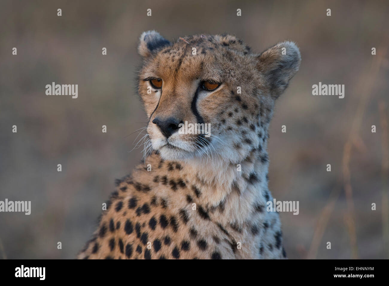 Cheetah, Gepard,Acinonyx jubatus Stock Photo - Alamy