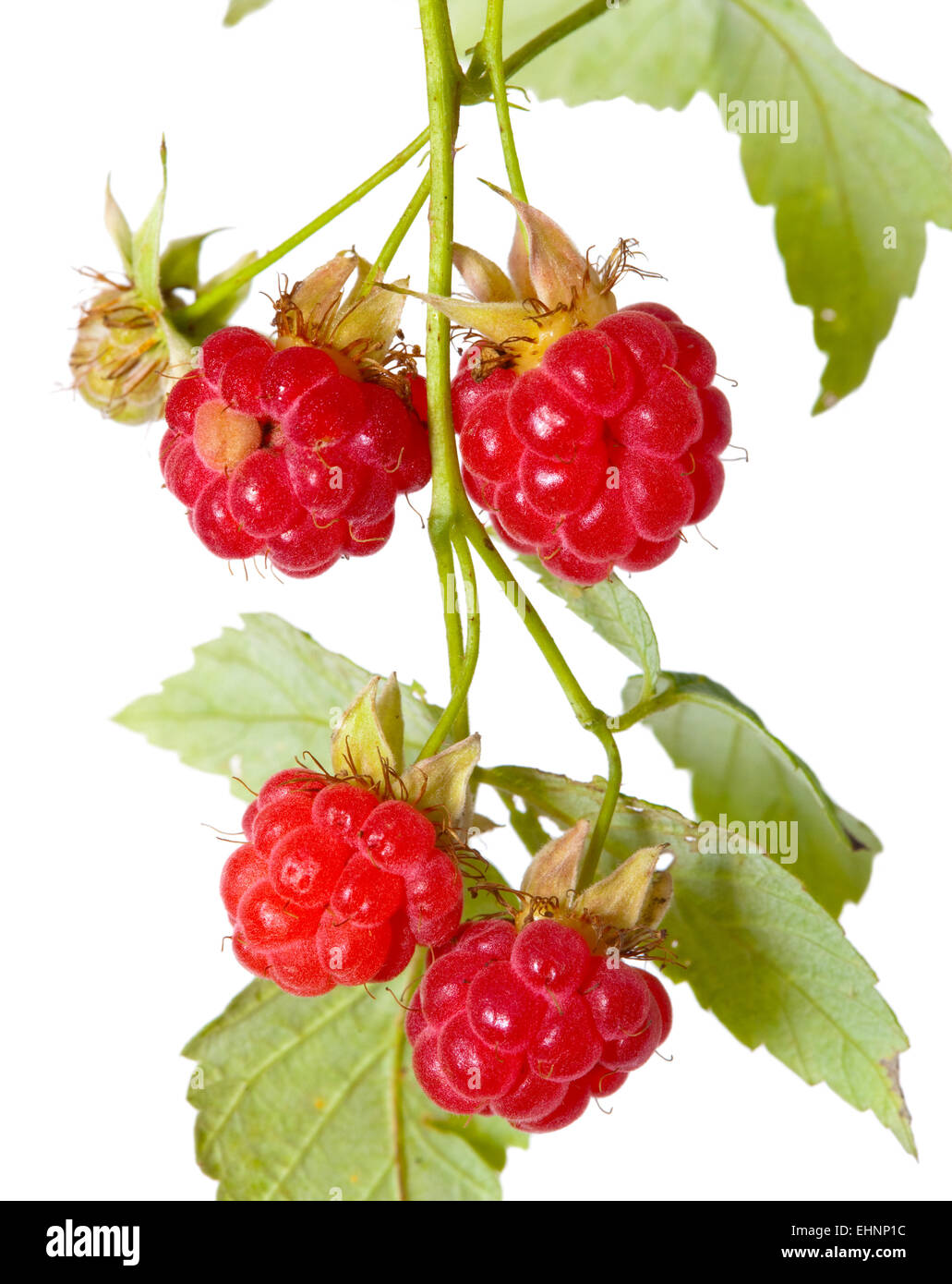 Raspberry berries on branch hi-res stock photography and images - Alamy