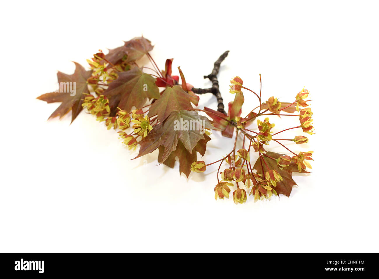 fresh beautiful maple blossoms Stock Photo - Alamy