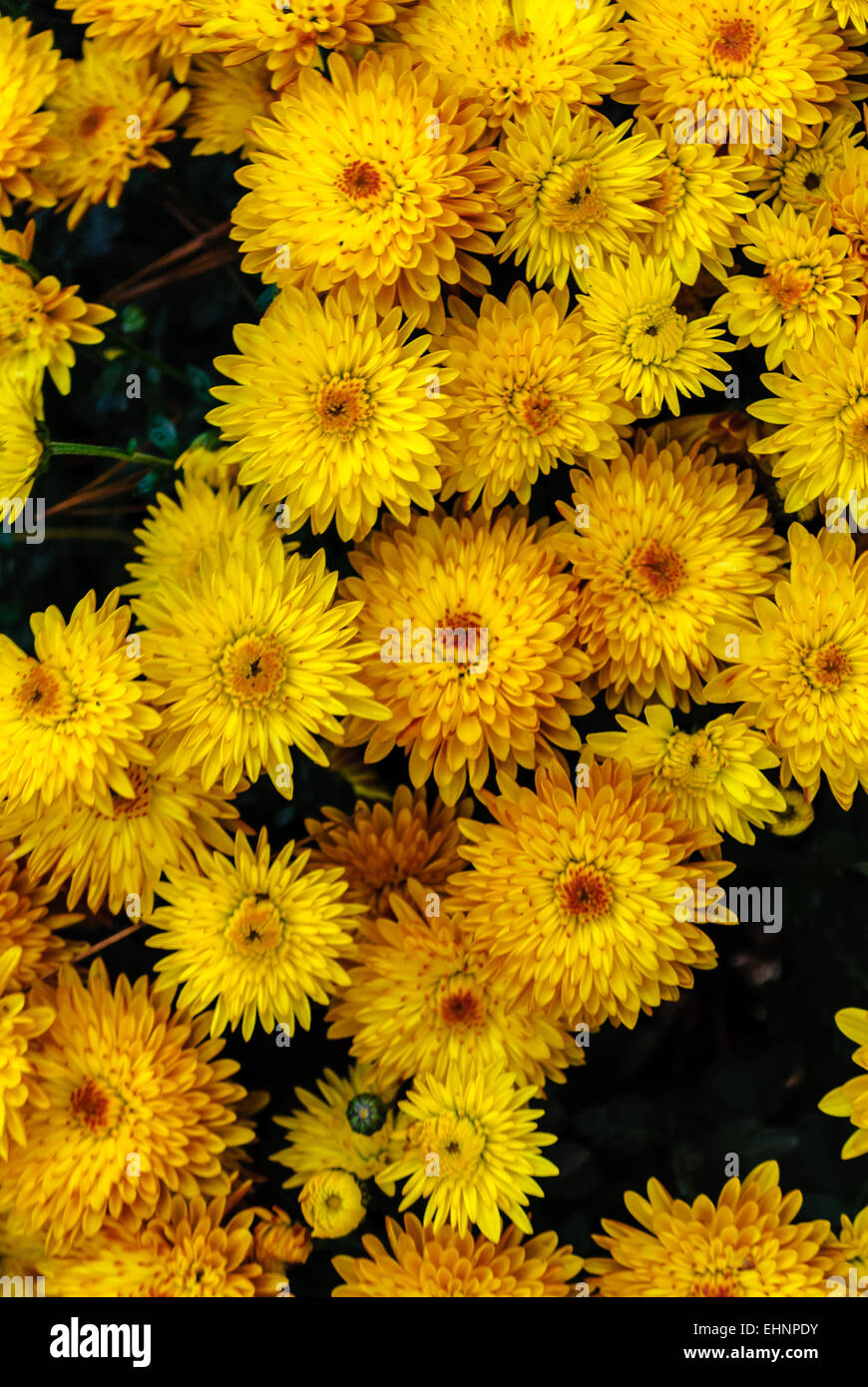 Chrysanthemums grass hi-res stock photography and images - Alamy