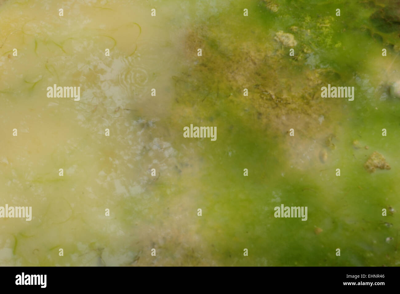 multi colored polluted water surface Stock Photo - Alamy