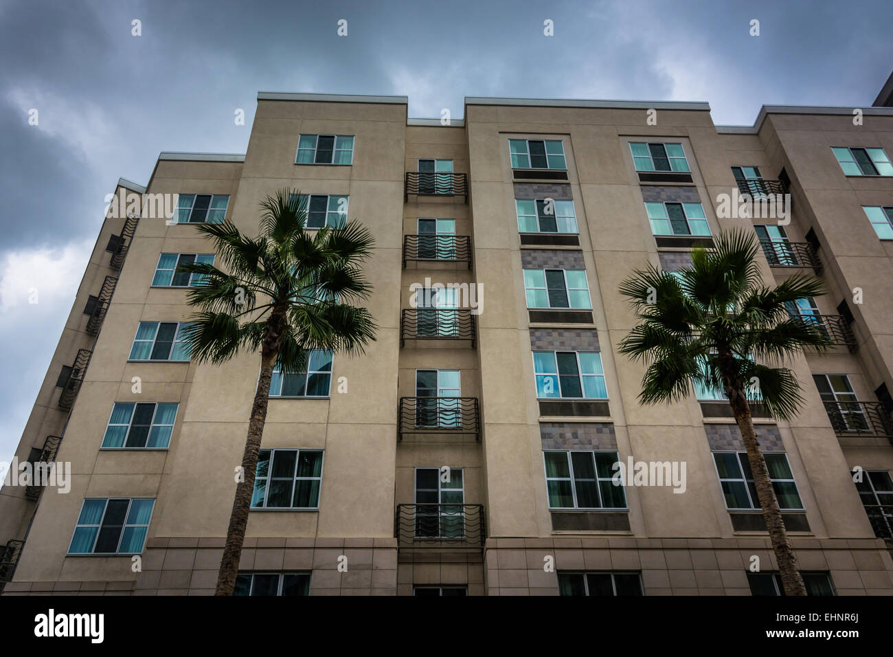 Palm trees and modern building in Long Beach, California Stock Photo ...